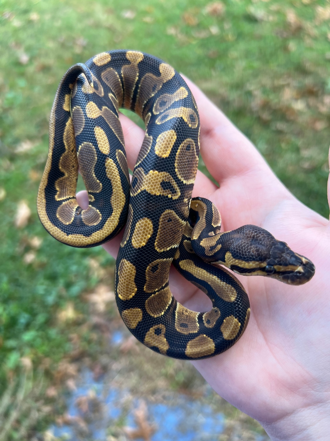 100% Het Piebald Ball Python by The Royal Nest Reptiles - MorphMarket