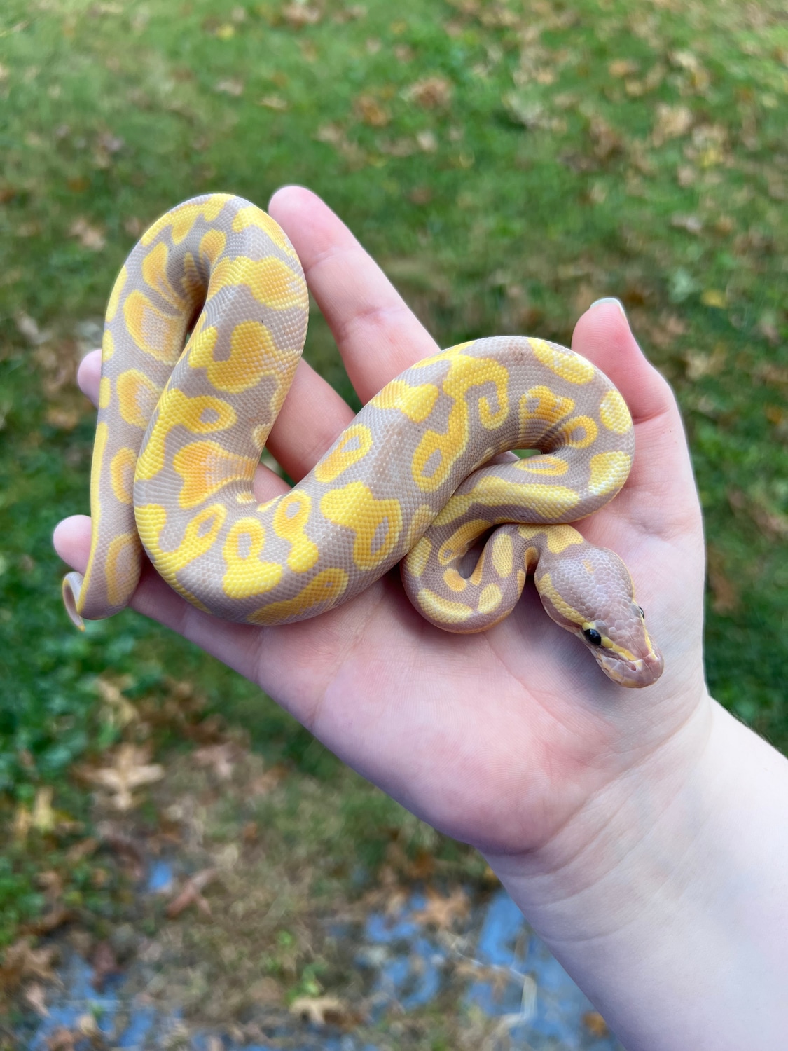Banana 100% Het Piebald Ball Python by The Royal Nest Reptiles ...