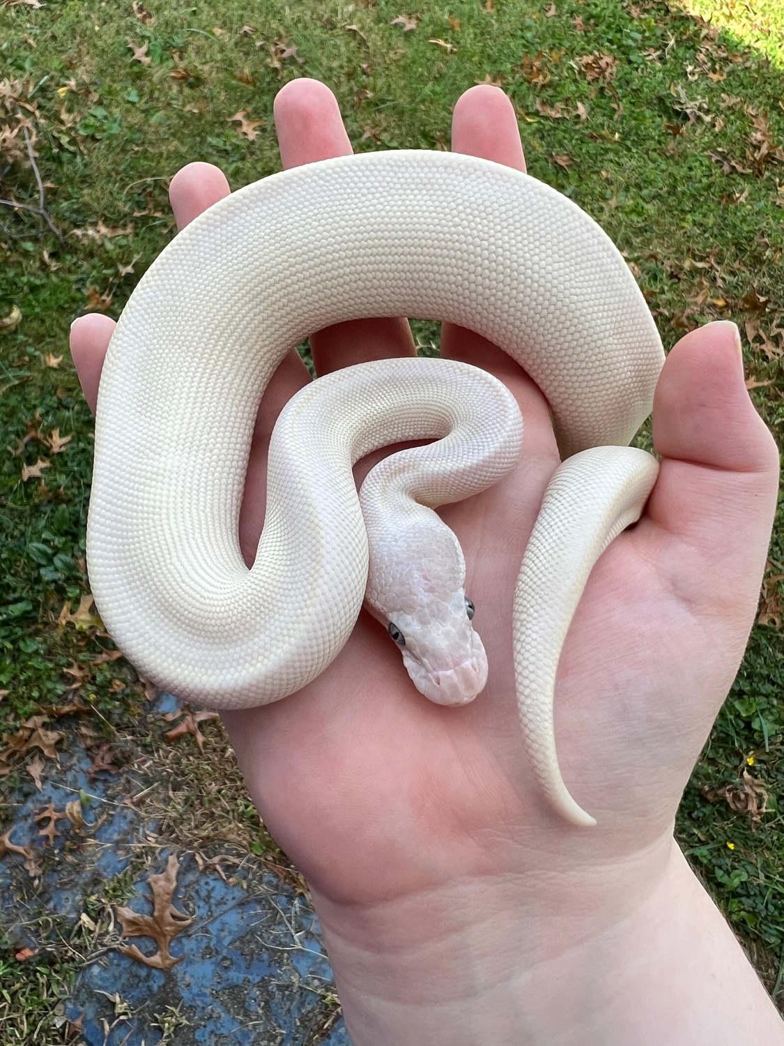 Pastel Mystic Potion (BEL) Ball Python by The Royal Nest Reptiles ...