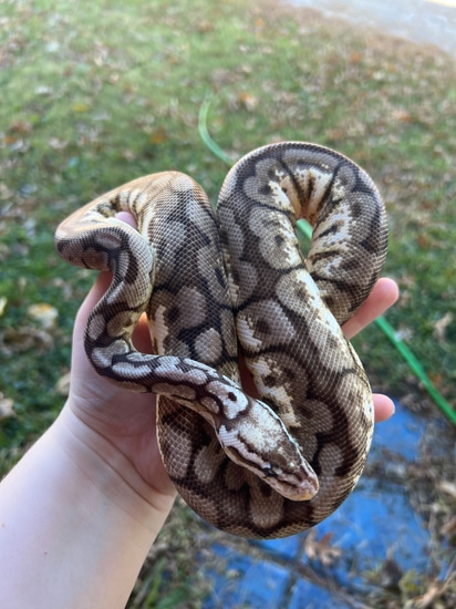 Pewter Bee Ball Python by Jenkins