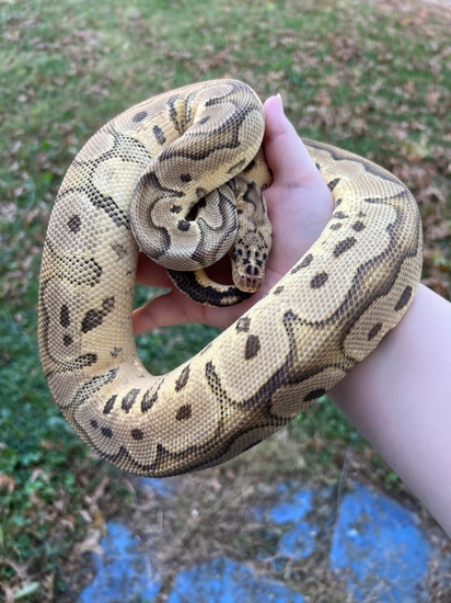 Pastel Clown Ball Python by The Royal Nest Reptiles
