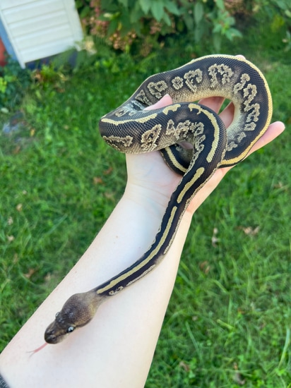 Mystic Mahogany 100% Het Piebald Ball Python by The Royal Nest Reptiles