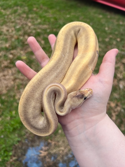 Champagne Cinnamon Ball Python by The Royal Nest Reptiles