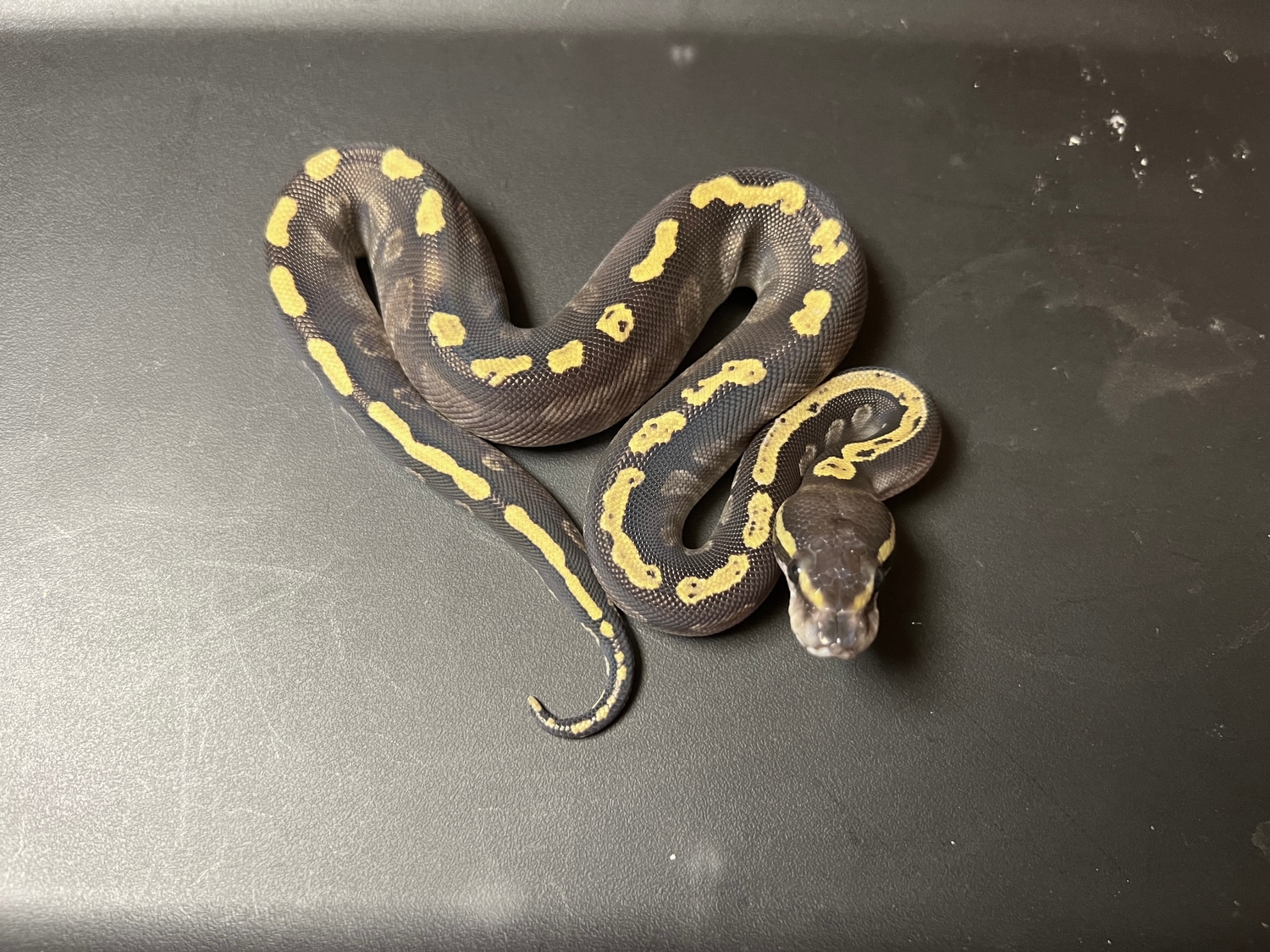 GHI Mojave Ball Python by The Royal Nest Reptiles - MorphMarket