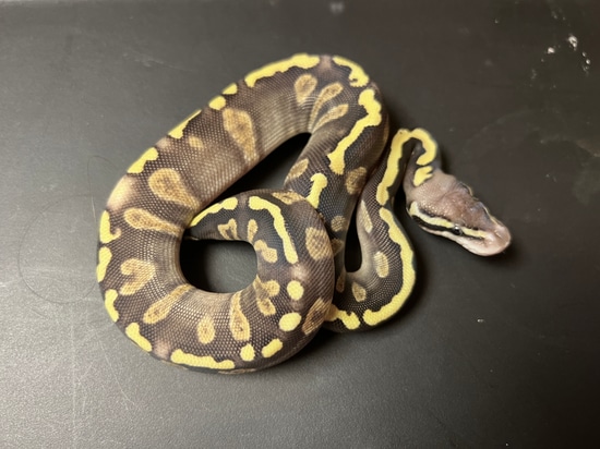GHI Pastave Ball Python by Jenkins