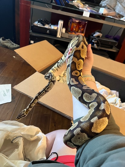 Disco Pastel Ball Python by The Royal Nest Reptiles