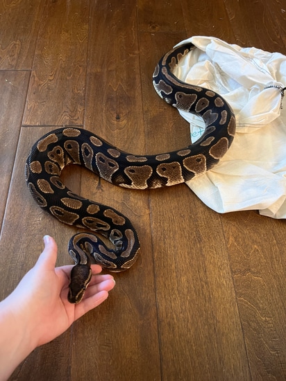 Normal Het Clown Ball Python by The Royal Nest Reptiles