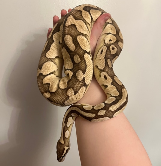 Butter Pastel Ball Python by The Royal Nest Reptiles