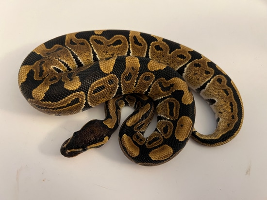 Normal Het Tri-Stripe Ball Python by The Royal Nest Reptiles