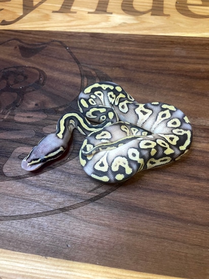 Super Pastel Mojave Ball Python by Grey Rider Reptiles