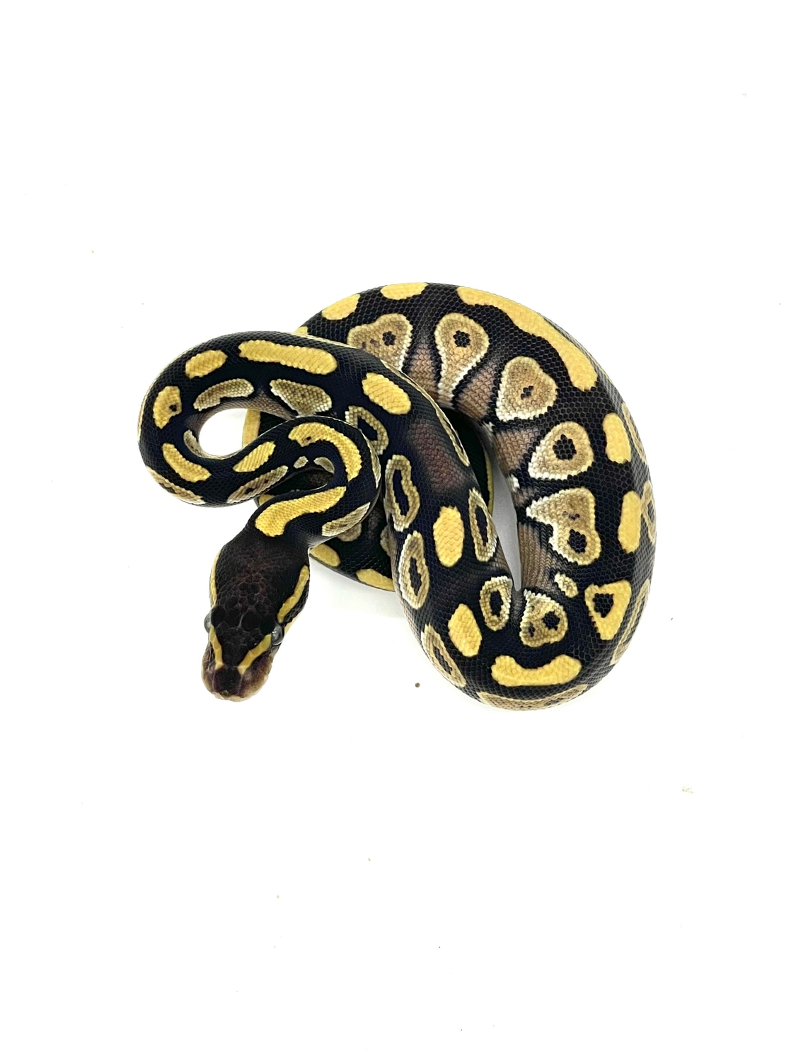 Mojave Yellow Belly 100% Het Albino Ball Python by Grey Rider Reptiles ...