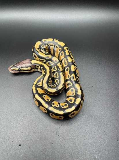 Pastel Dbl Het Clown Candy Ball Python by Grey Rider Reptiles