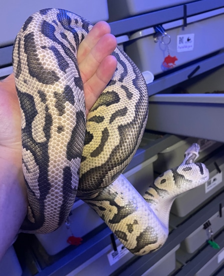 Hypo Pastel Leopard Ball Python by Grey Rider Reptiles