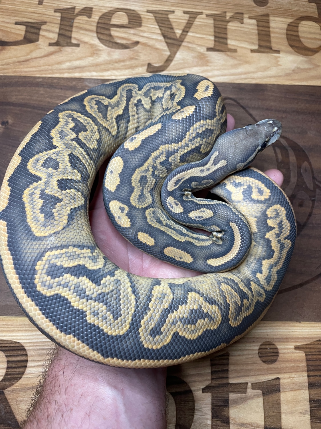 Orange Ghost Black Pastel Het Piebald Ball Python by Grey Rider ...