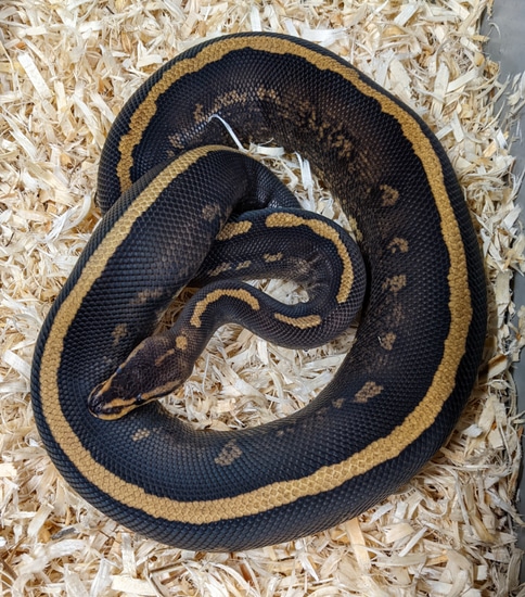 Super Wookie Acid Ball Python by Shedtesting.com