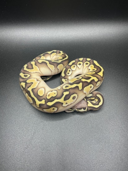 Super Pastel Lesser Het Clown Ball Python by Grey Rider Reptiles