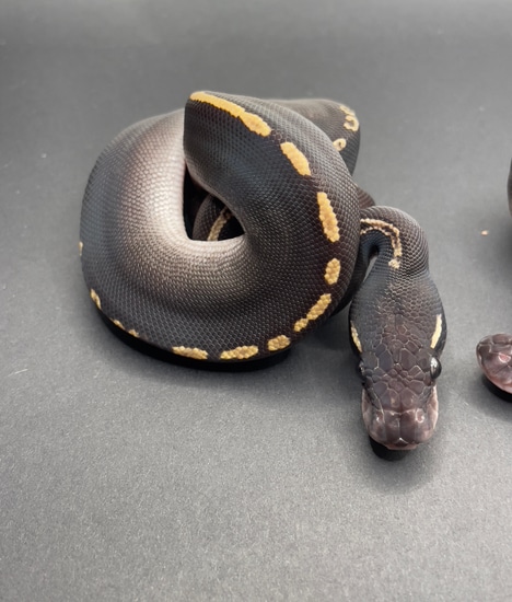 Blackhead GHI Mojave Pos Acid Ball Python by Grey Rider Reptiles