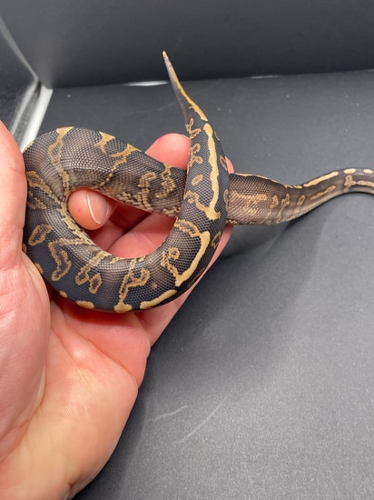 Acid Black Pastel GHI Pos BH Ball Python by Grey Rider Reptiles