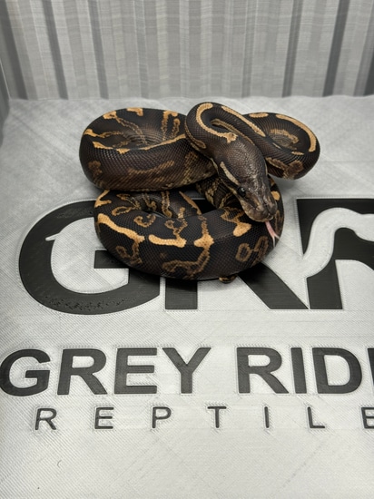 Acid Black Pastel GHI Pos BH Ball Python by Grey Rider Reptiles