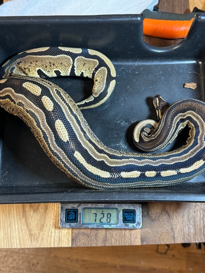Tri Stripe Ball Python by Grey Rider Reptiles