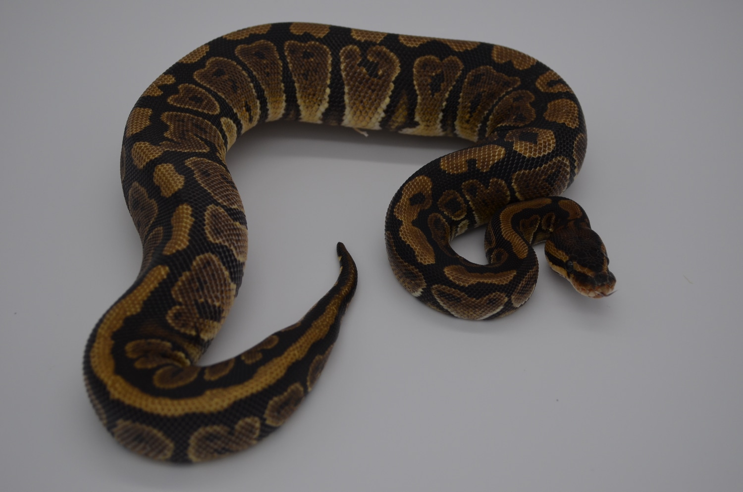 Grim Ball Python by Tropical Hut - MorphMarket