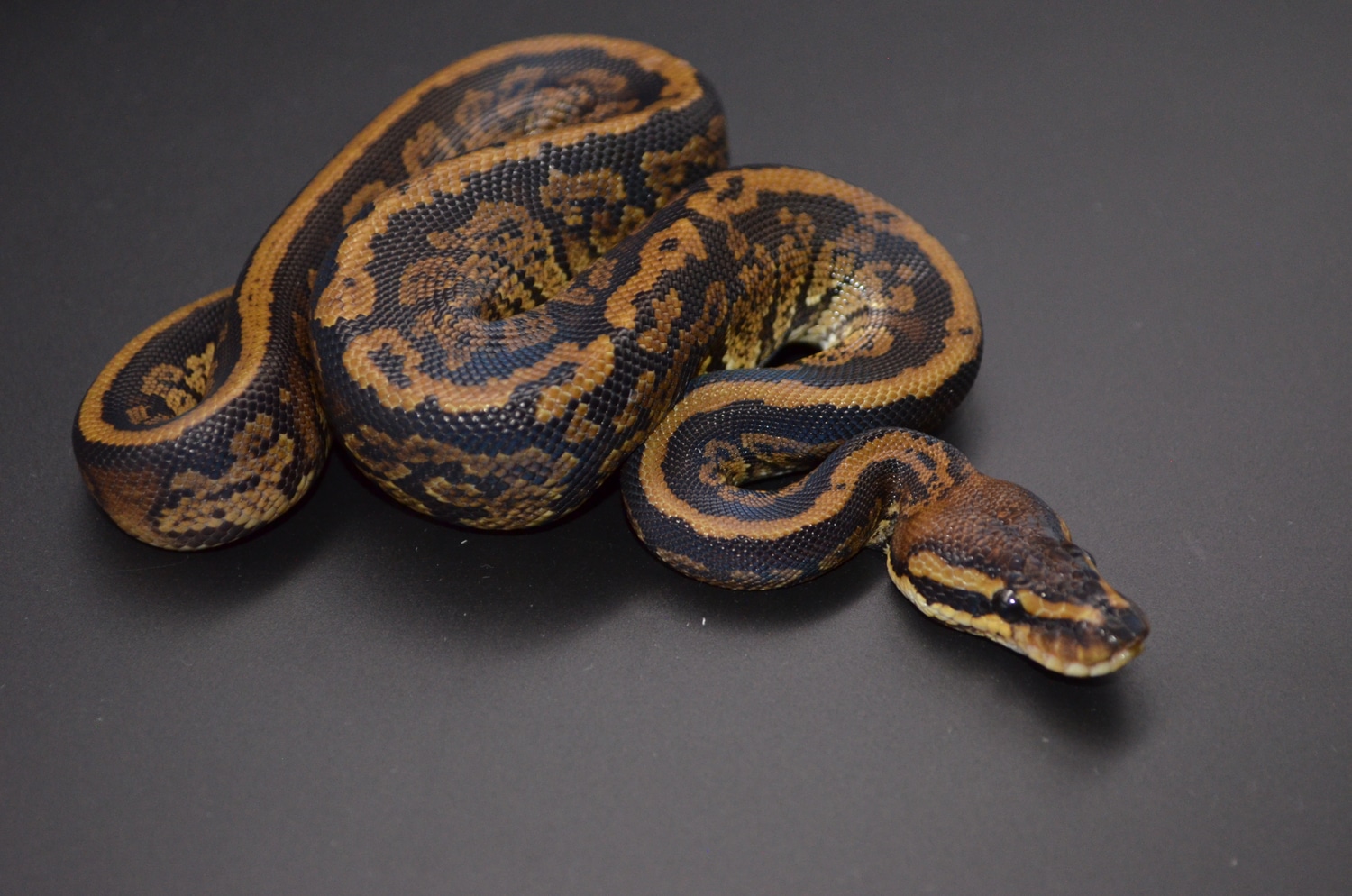 Grim Reaper Ball Python by Tropical Hut - MorphMarket