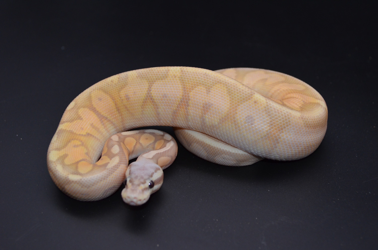 Grim Banana Enchi Super Pastel Ball Python by Tropical Hut - MorphMarket