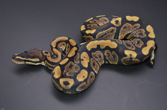 Grim Ball Python by Tropical Hut
