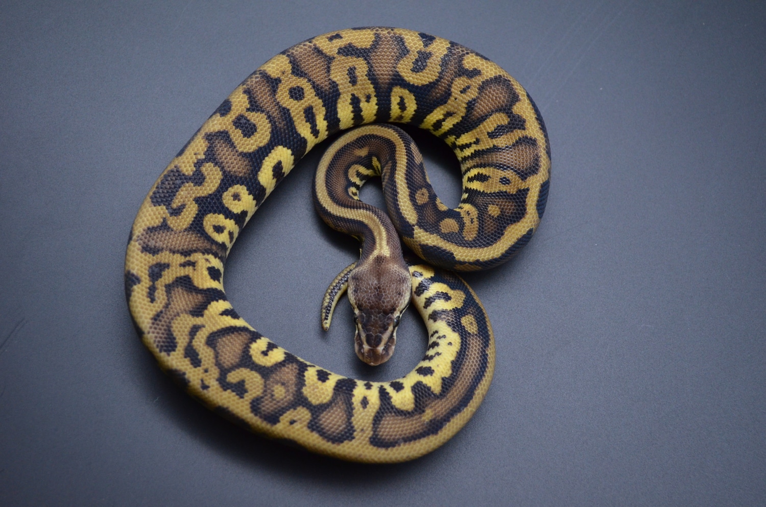 Grim Leopard Pastel Ball Python by Tropical Hut - MorphMarket