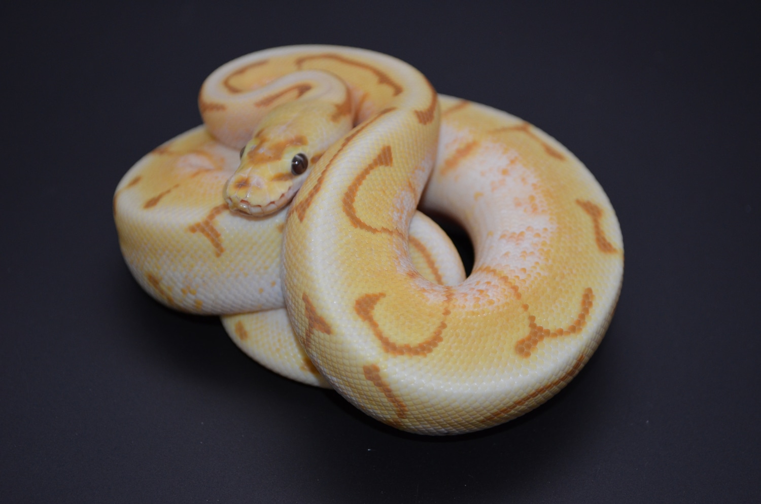 Banana Enchi Spider Ball Python by Tropical Hut - MorphMarket