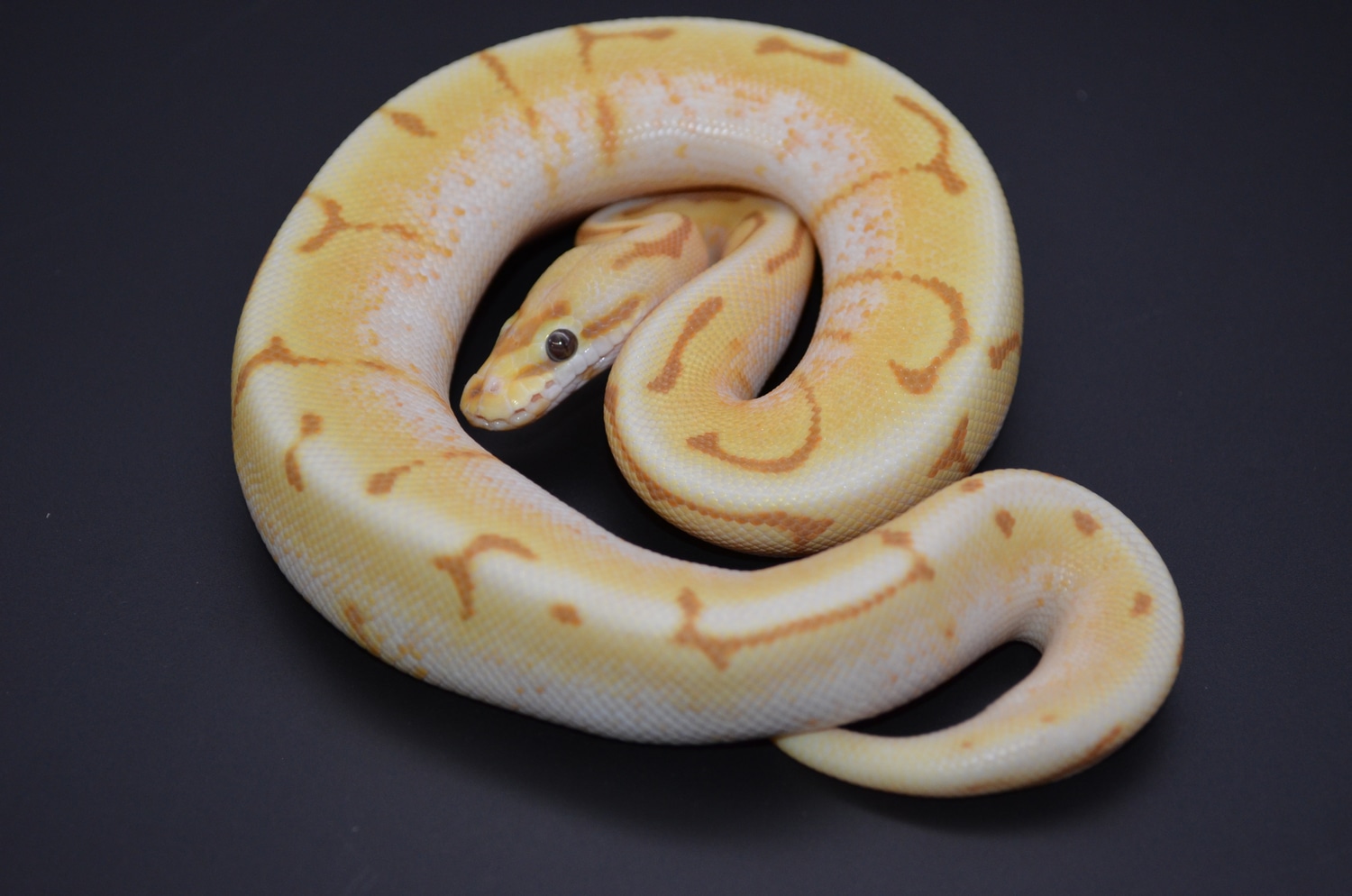 Banana Enchi Spider Ball Python by Tropical Hut - MorphMarket