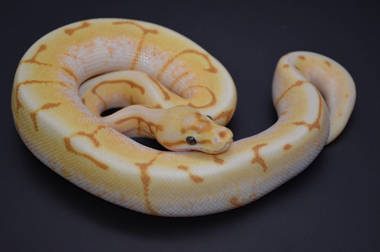 Banana Enchi Spider Ball Python by Tropical Hut - MorphMarket