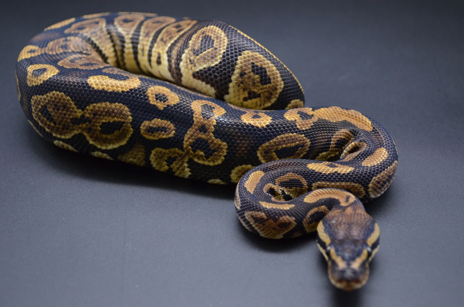 Grim Ball Python by Tropical Hut - MorphMarket