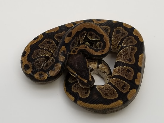 Grim Ball Python by Tropical Hut
