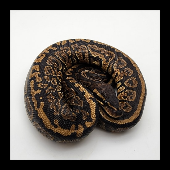Grim Reaper Ball Python by Tropical Hut