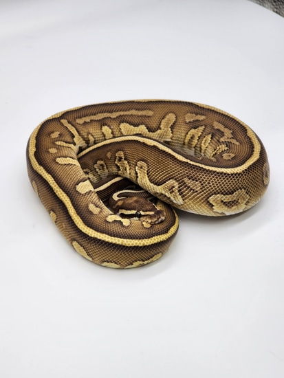 Grim Leopard Lesser Ball Python by Tropical Hut