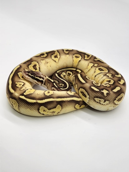 Grim Lesser Pastel Ball Python by Tropical Hut