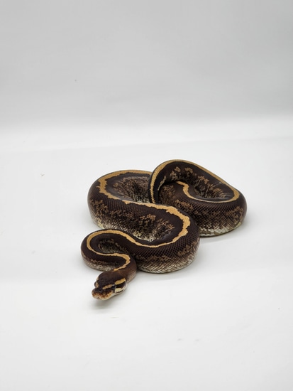 Grim Sable Mojave Ball Python by Tropical Hut