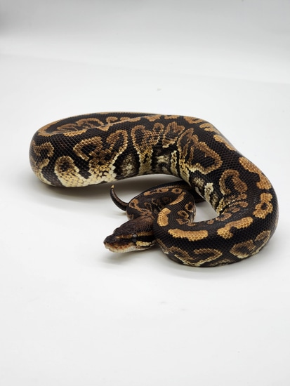 Grim Sable Ball Python by Tropical Hut