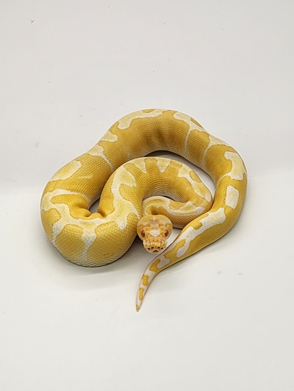 Clown Albino Ball Python by Tropical Hut