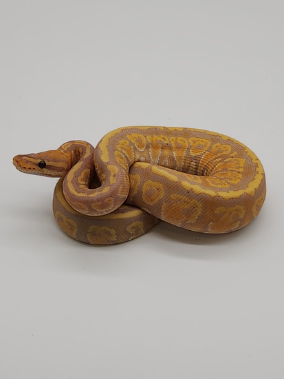 Grim Reaper Banana Ball Python by Tropical Hut