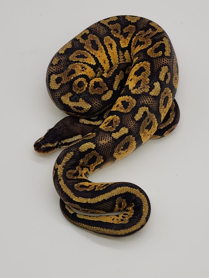 Grim Reaper Pastel Ball Python by Tropical Hut