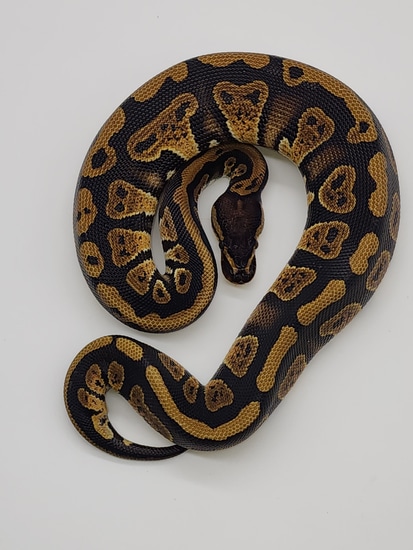 Grim Het. Desert Ghost Ball Python by Tropical Hut
