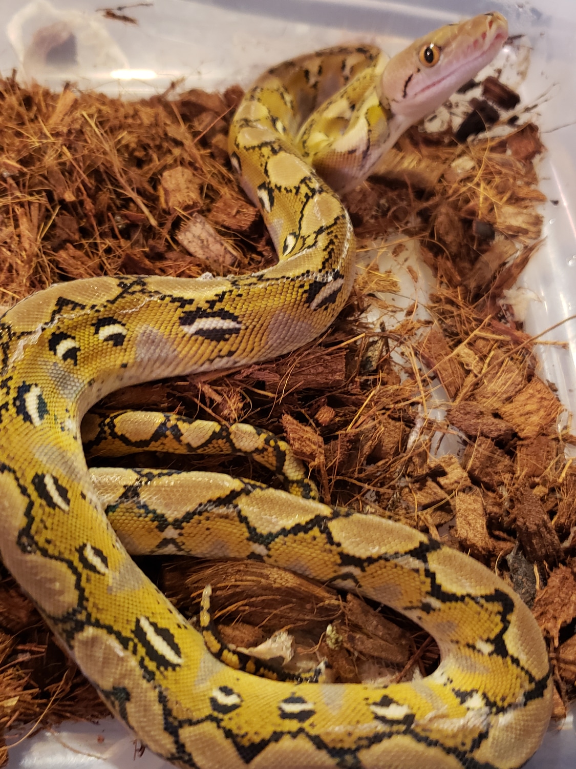 Platinum Het Blonde (Caramel) N4F Reticulated Python by Tropical Nevada ...