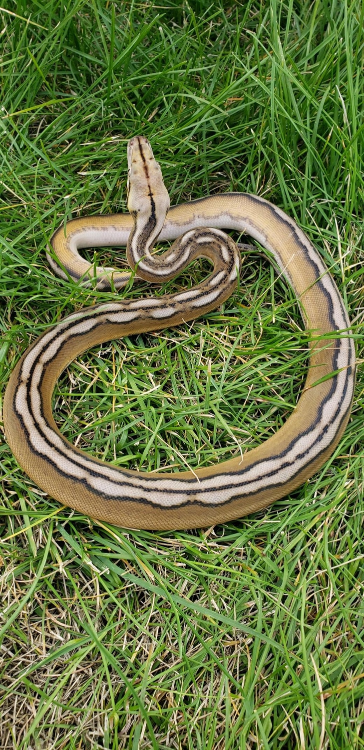 Motley Platinum Suntiger Poss Citron Poss Het Albino G4F Reticulated ...