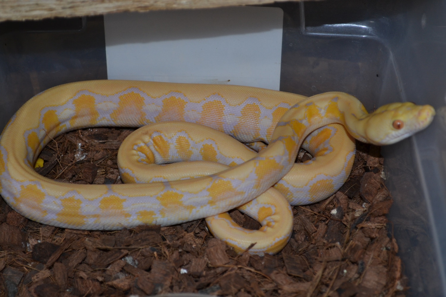 Lavender Albino Motley Het Genetic Stripe E3F Reticulated Python by ...