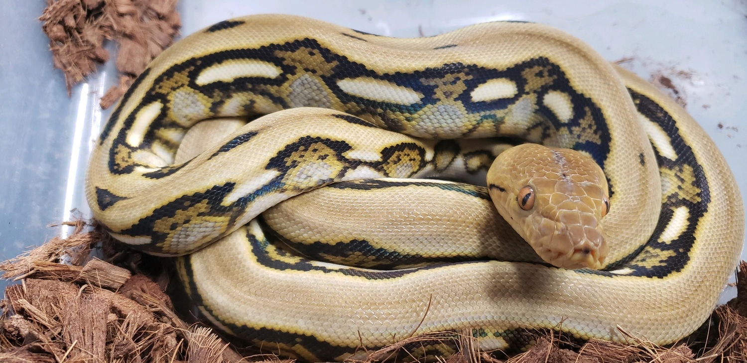 Tiger Het Genetic Stripe P3F Reticulated Python by Tropical Nevada ...