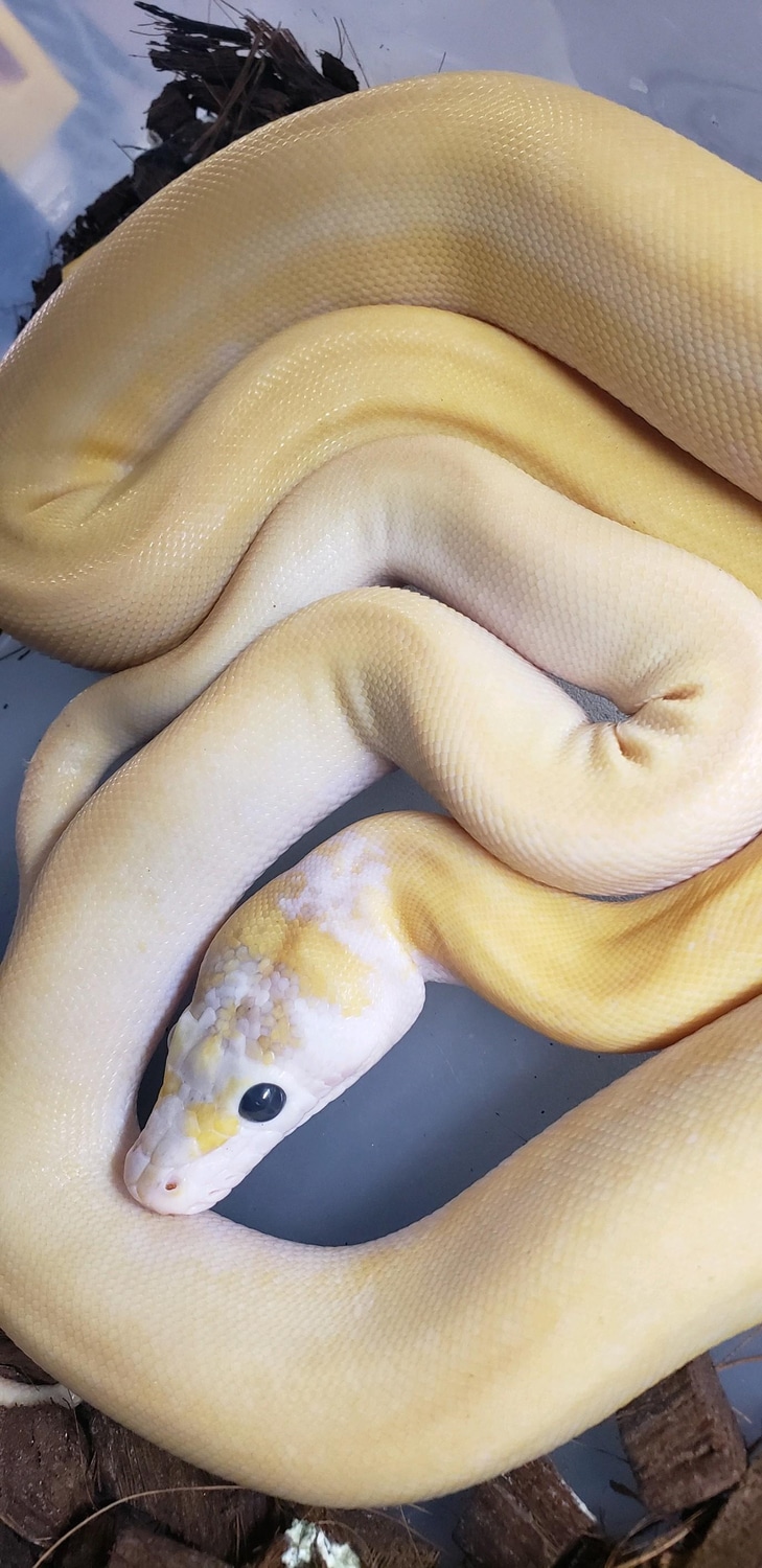 Ivory Pos Het Albino (Possible Motley, Tiger, Sunfire) I8F Reticulated ...