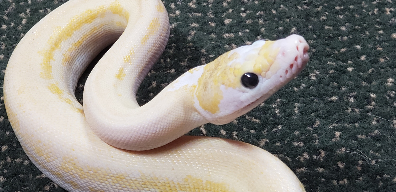 2020 Ivory Pos Het Albino (Possible Motley, Tiger, Sun) I4M Reticulated ...