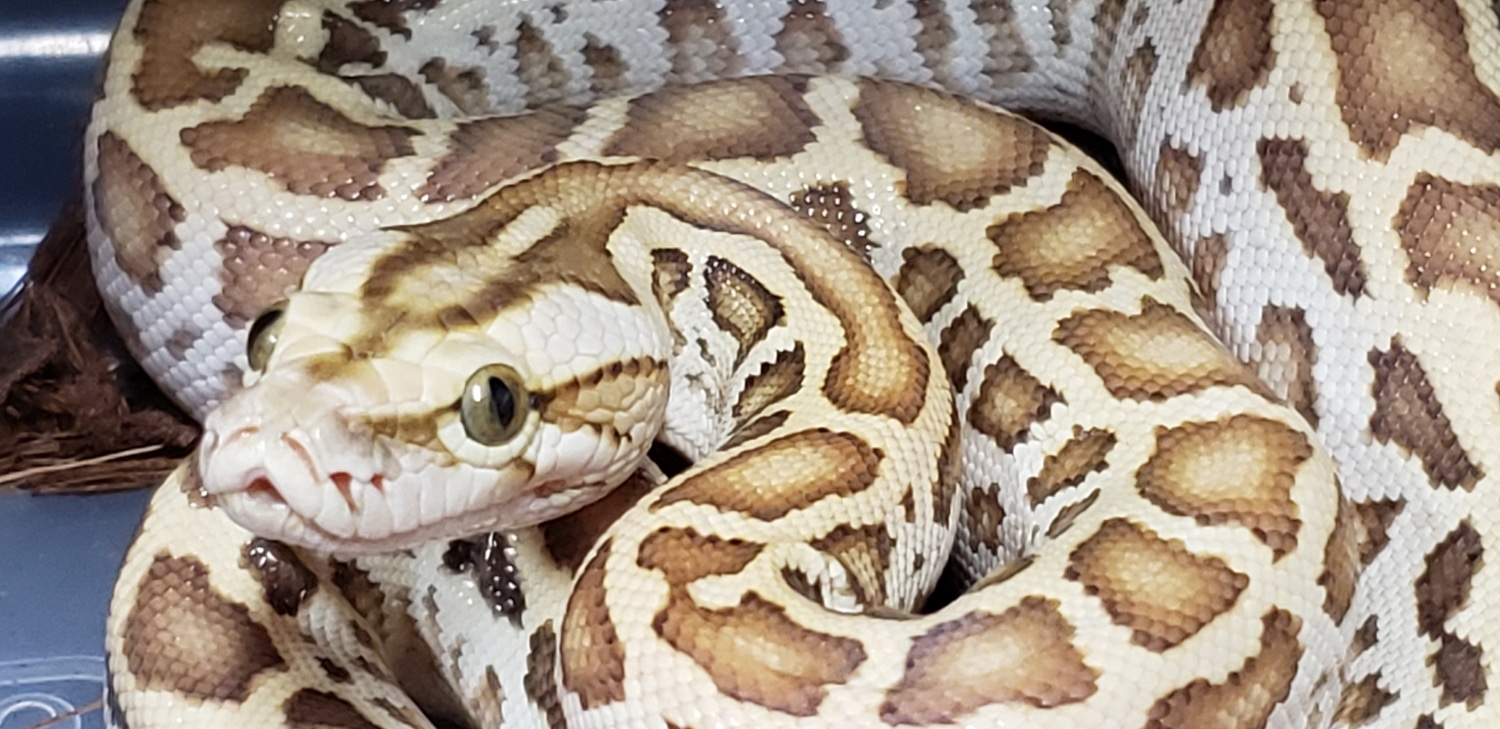 2021 Hypo Het Albino Het Granite Female Burmese Python by Tropical ...